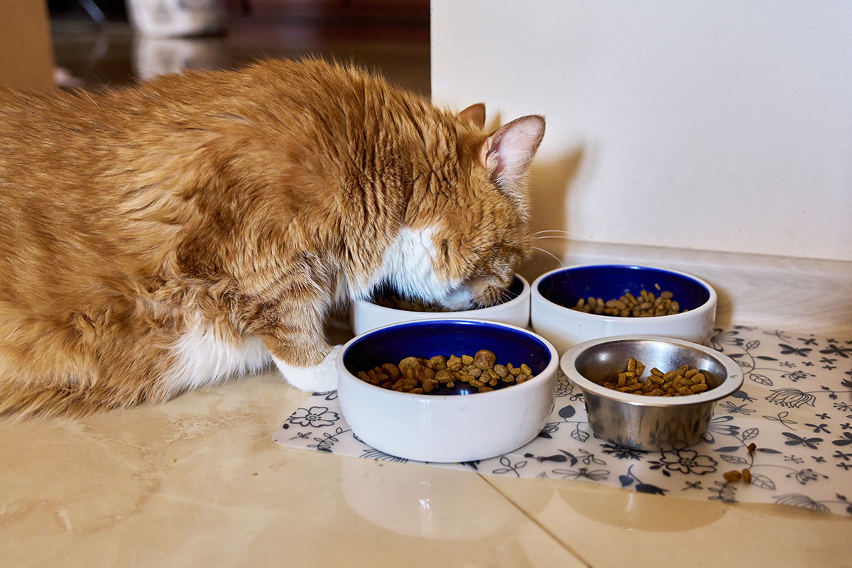 The Best High Fiber Dog Food for Healthy Digestion | Tom Vet Clinic ...